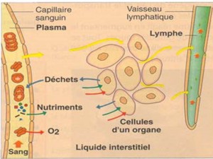 shéma lymphe 1 - Le Blog NutriformLab
